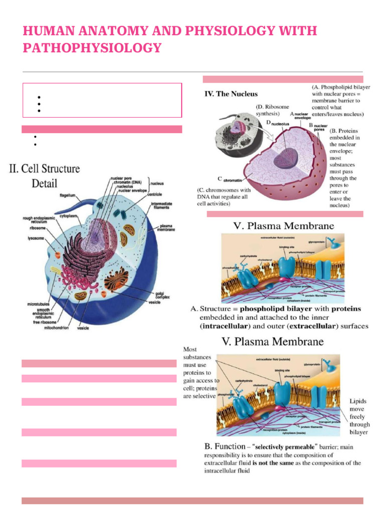 Week 2 Human Anaphy With Pathophysiology | PDF | Meiosis | Mitosis