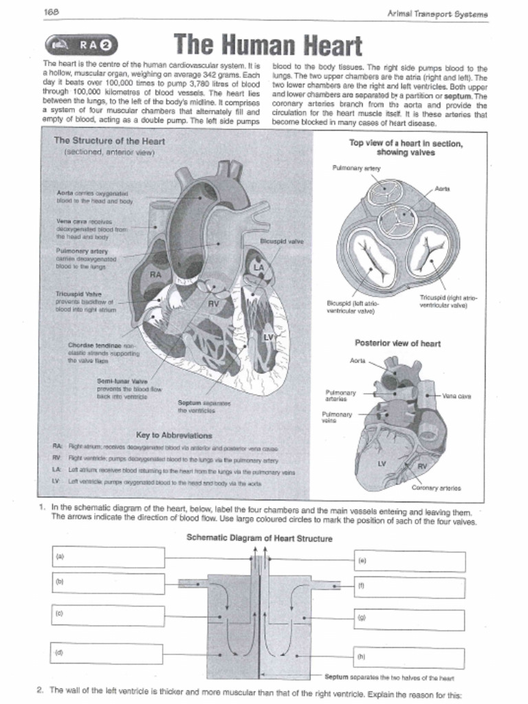 6.2 Control of The Heart Worksheet | PDF