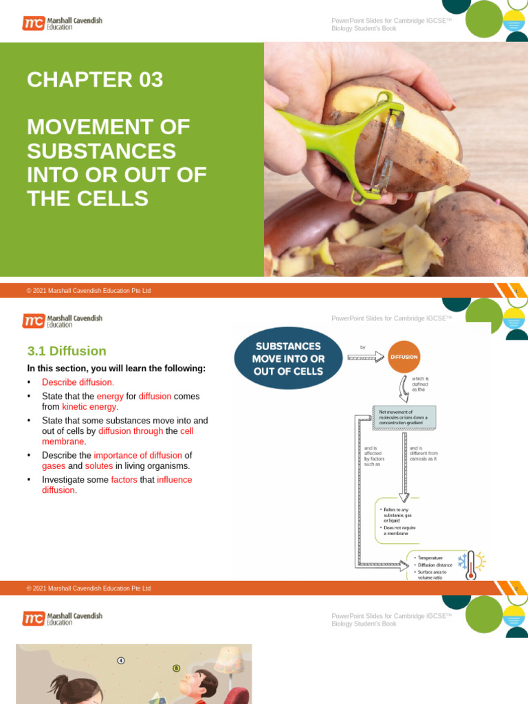 Chapter 3 Movement of Substances Into or Out of The Cells | PDF ...