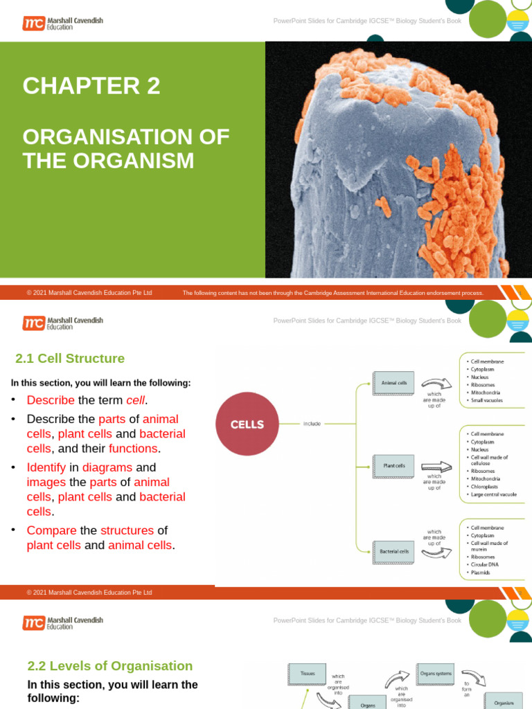C2 - Organisation of The Organism | PDF | Cell (Biology) | Chloroplast