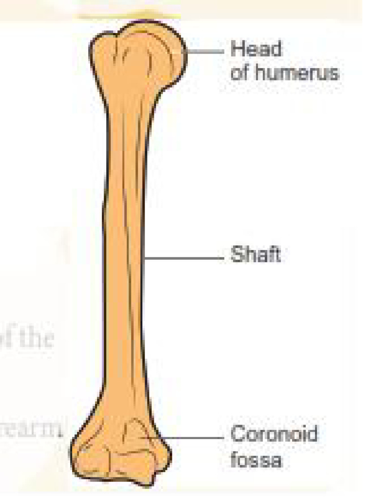 Bone | PDF