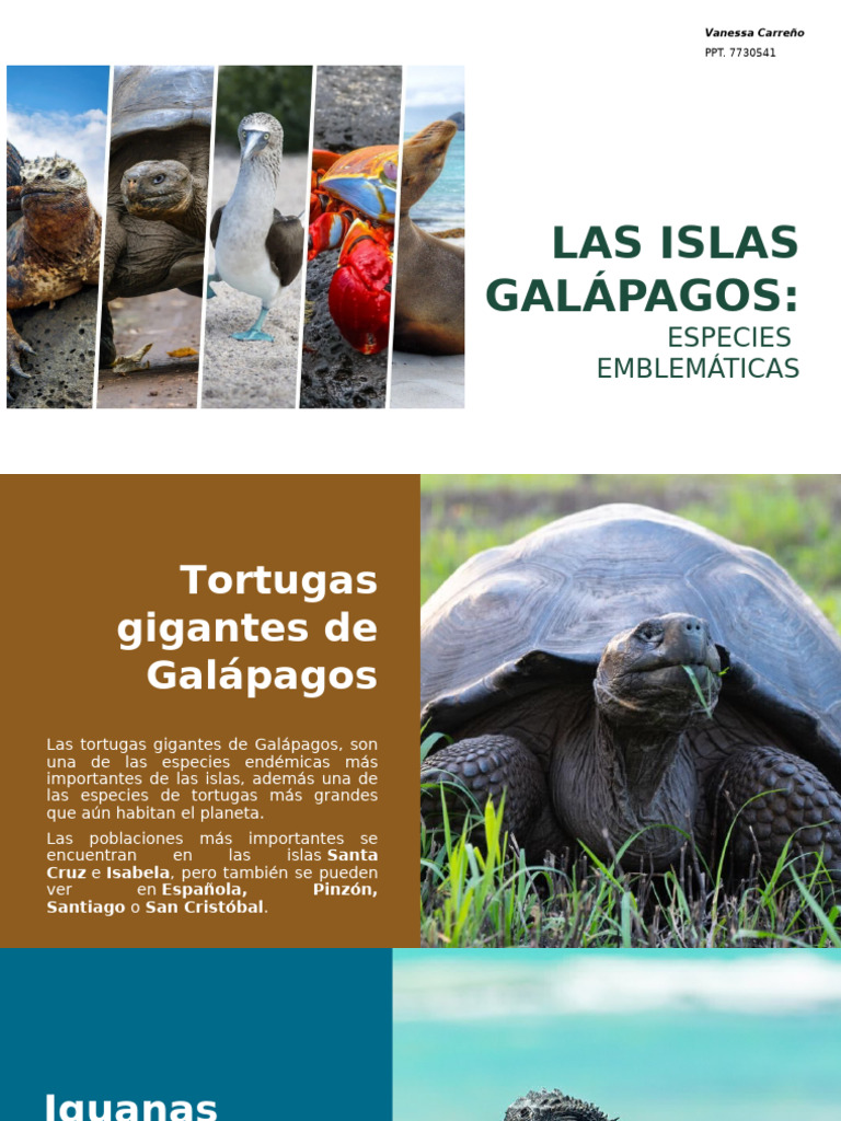 Animales de Galápagos para Colorear | PDF | Islas Galápagos | Zoología