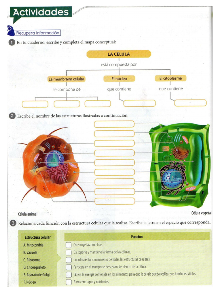 Ciencias Formulario | PDF