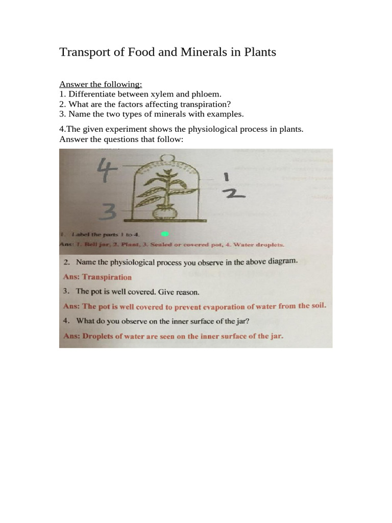Transport of Food and Minerals in Plants | PDF