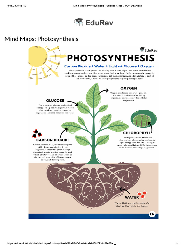 Mind Maps - Photosynthesis - Science Class 7 PDF Download | PDF