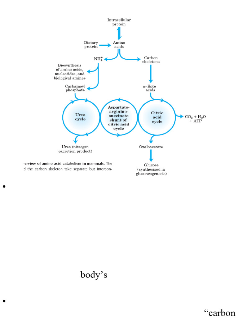 Urea Cycle Overview and Regulation | PDF | Transaminase | Amino Acid