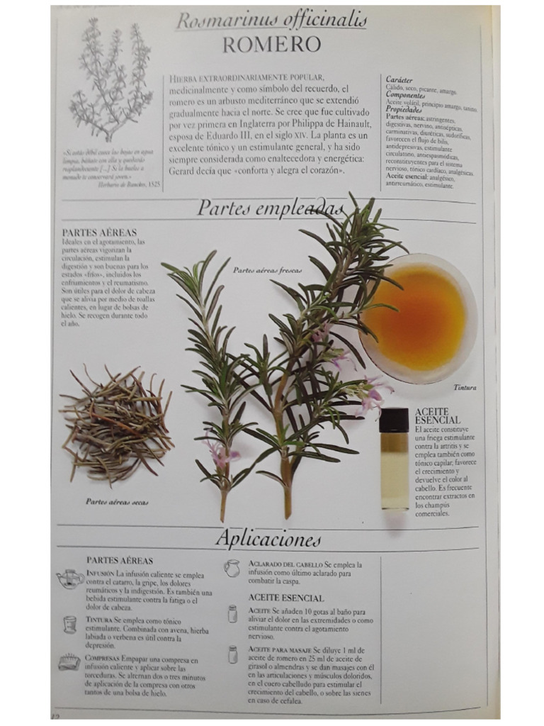 Lámina Información - Romero - Planta Medicinal | PDF