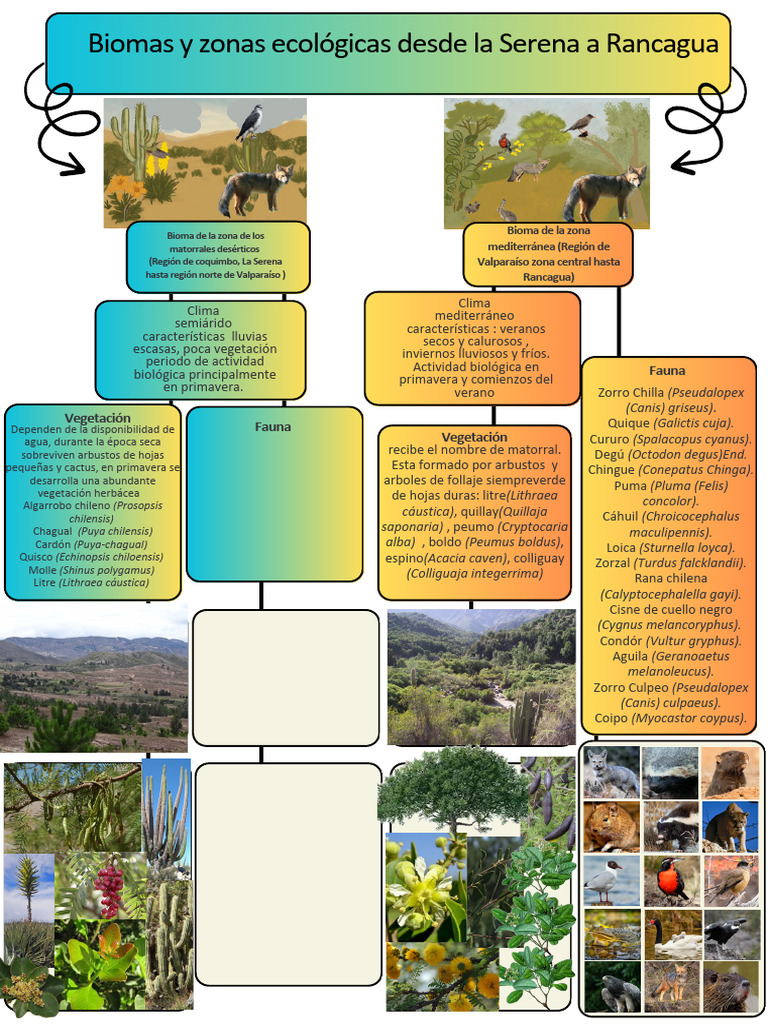 Documento A4 Mapa Conceptual Creativo Colorido PDF | PDF