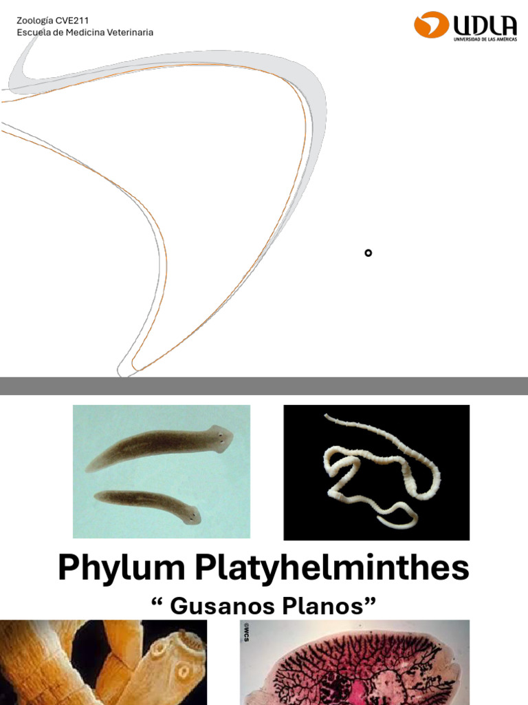 Clase N°4 Platelmintos 2025 2 | PDF | Biología | Protostomas