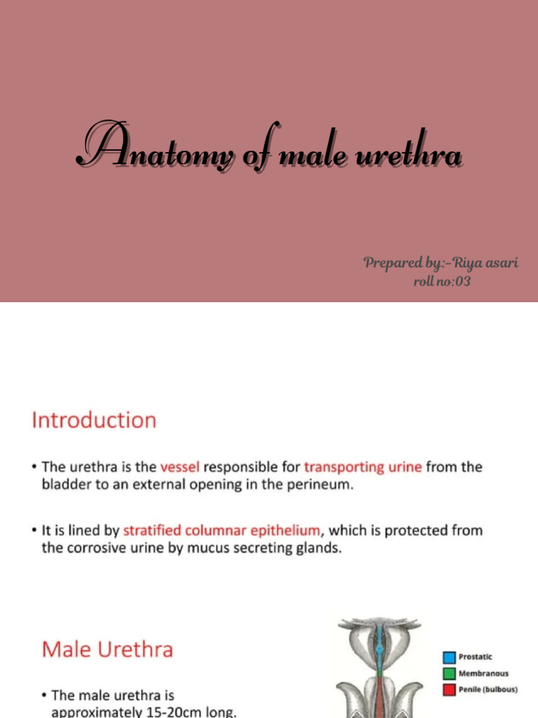 Emailing Anatomy of Male Urethra - 20250103 - 105712 - 0000 | PDF
