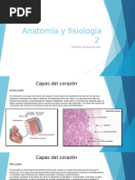 Capas Del Corazón | PDF | Corazón | Músculo cardíaco