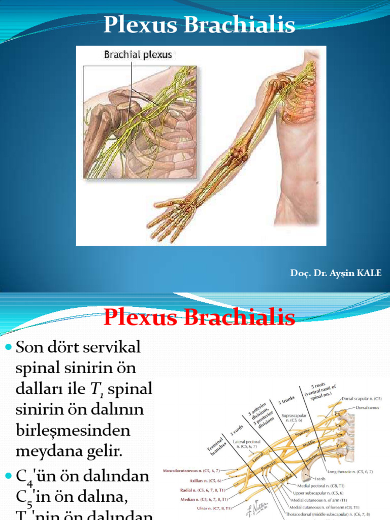 3 Plexus Brachialis 2014 | PDF