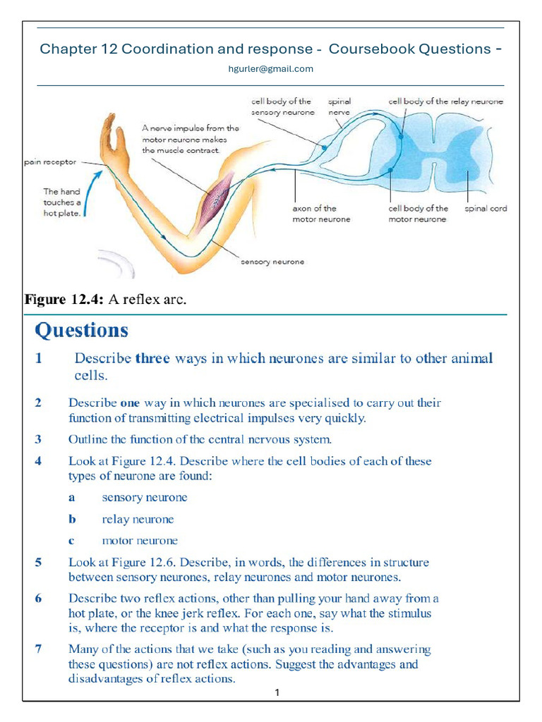 Biology Coordination and Response Guide | PDF | Root | Eye