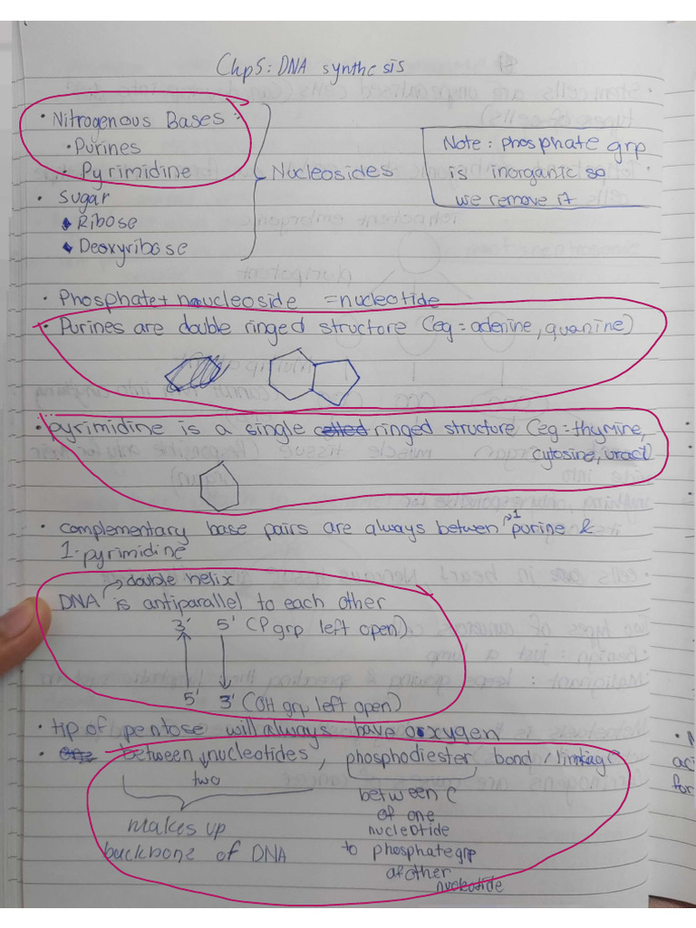 DNA Synthesis | PDF