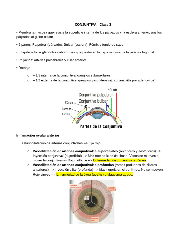 3 Apunte - Conjuntiva | PDF | Enfermedades y trastornos | Medicina CLINICA