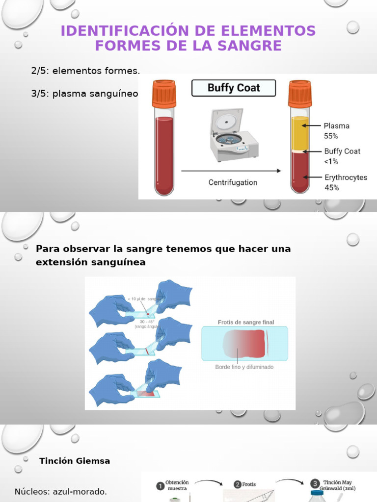 Identificación Elementos Formes Sangre | PDF