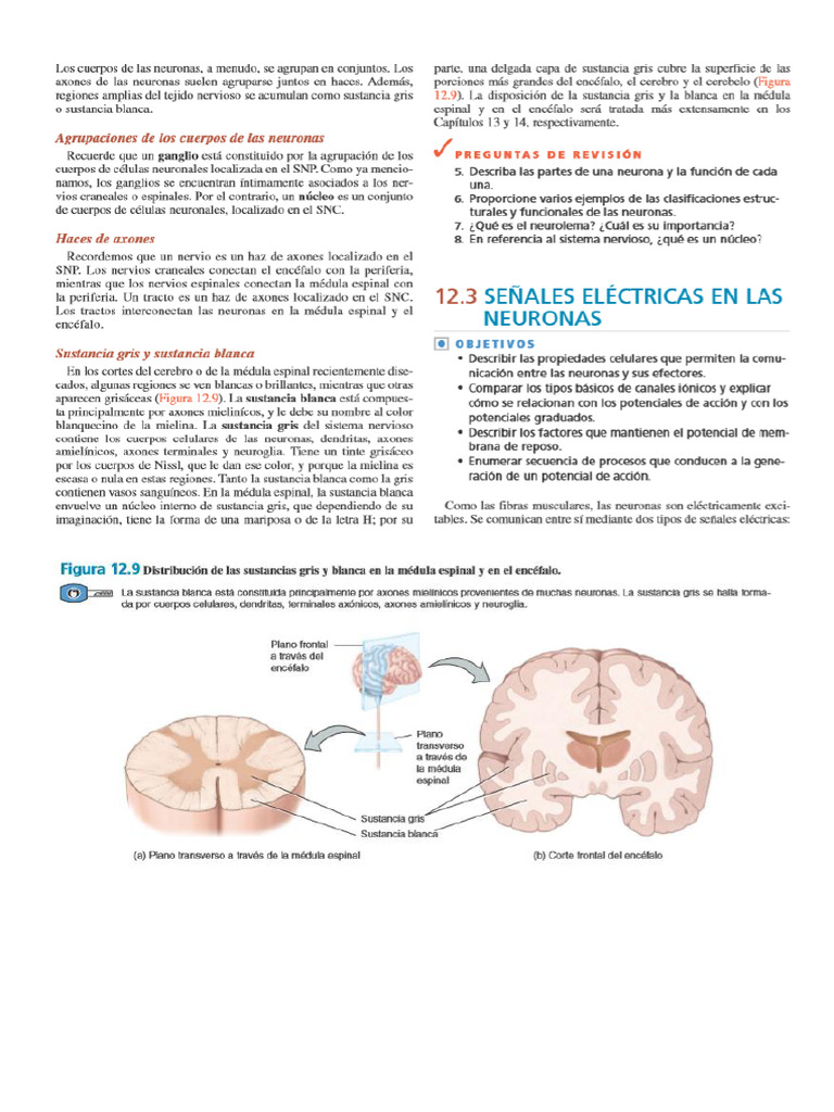 Union Neuromuscular | PDF