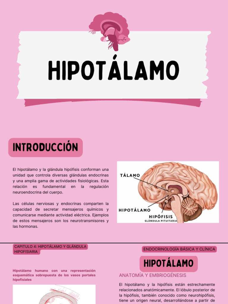 Funciones del Hipotálamo en Endocrinología | PDF | Glándula pituitaria ...