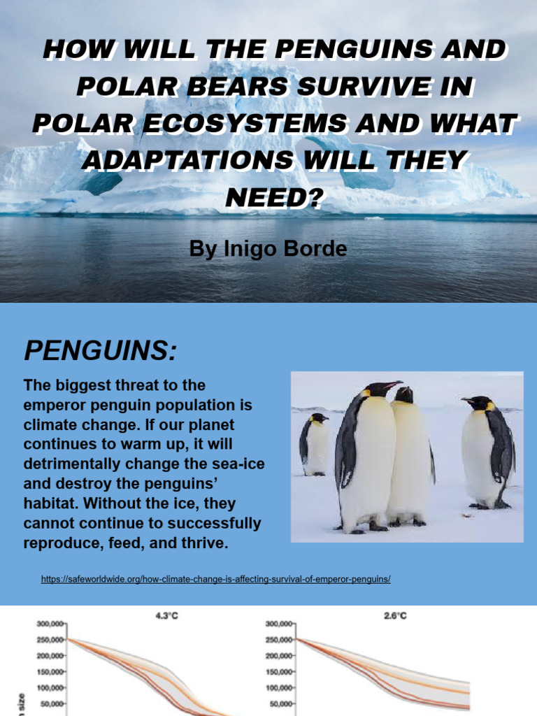 INQUIRY - Polar Bears and Penguins | PDF | Penguin | Polar Bear
