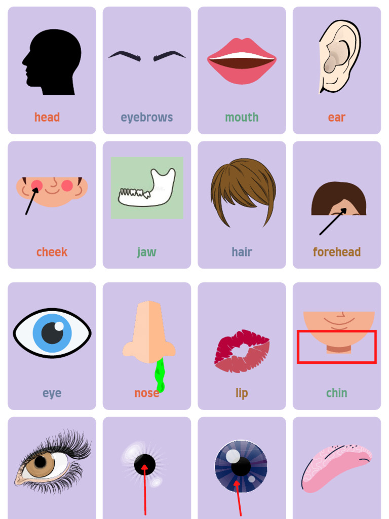 Flashcards Body Parts | PDF