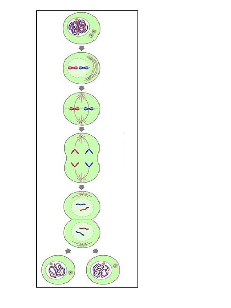 Mitosis-Meiosis Cut Out | PDF