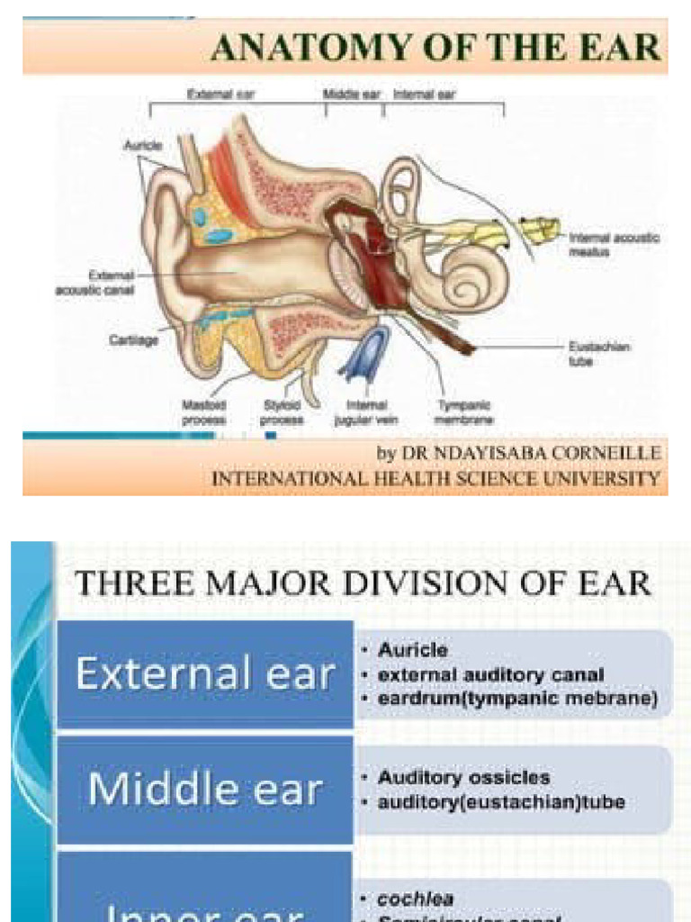 Ear | PDF