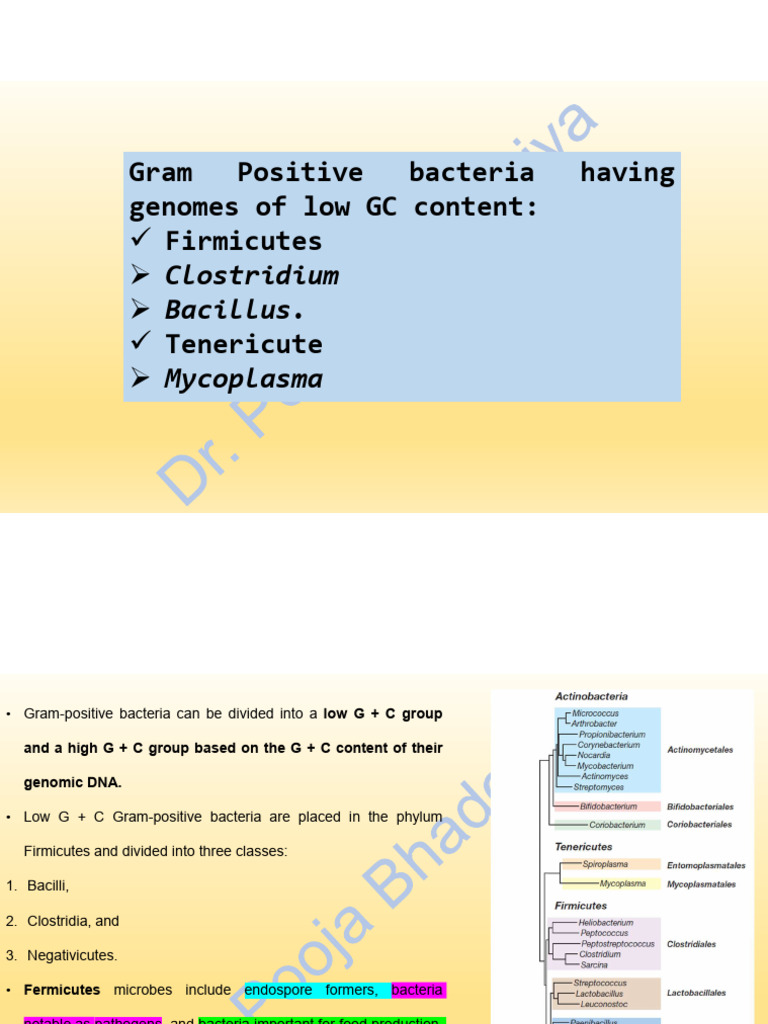 Overview of Firmicutes and Tenericutes | PDF | Bacillus | Bacteria