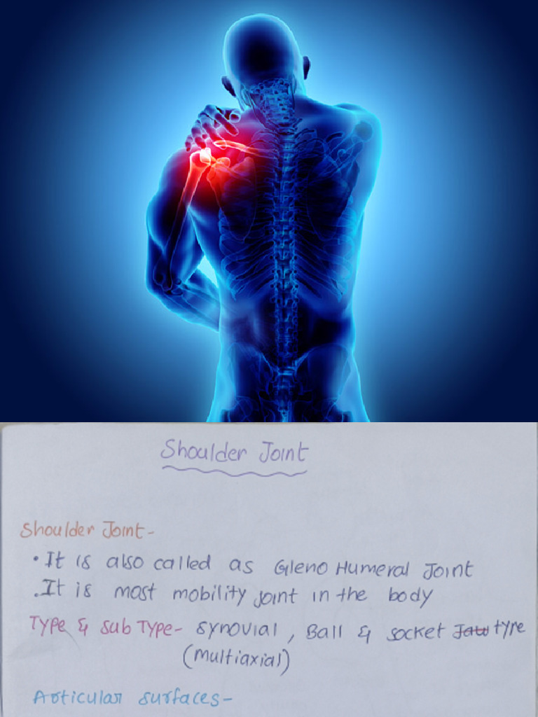 Shoulder Joint Notes (10m) | PDF | Anatomical Terms Of Motion | Shoulder