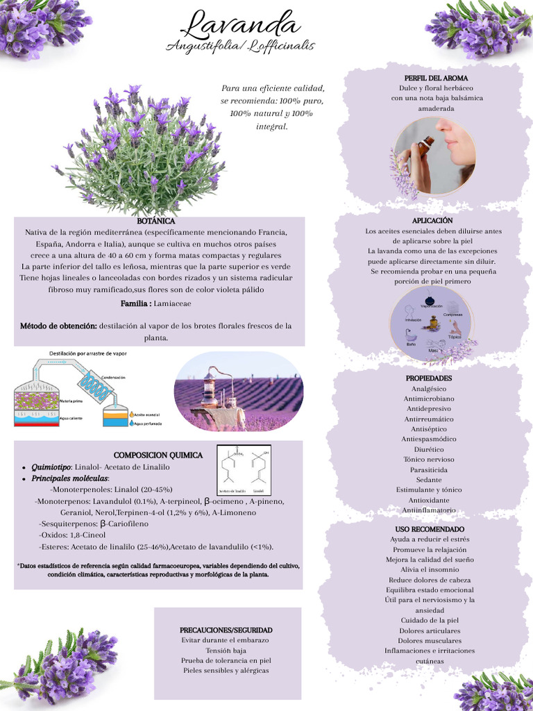 Propiedades y Usos de la Lavanda | PDF | Lavandula