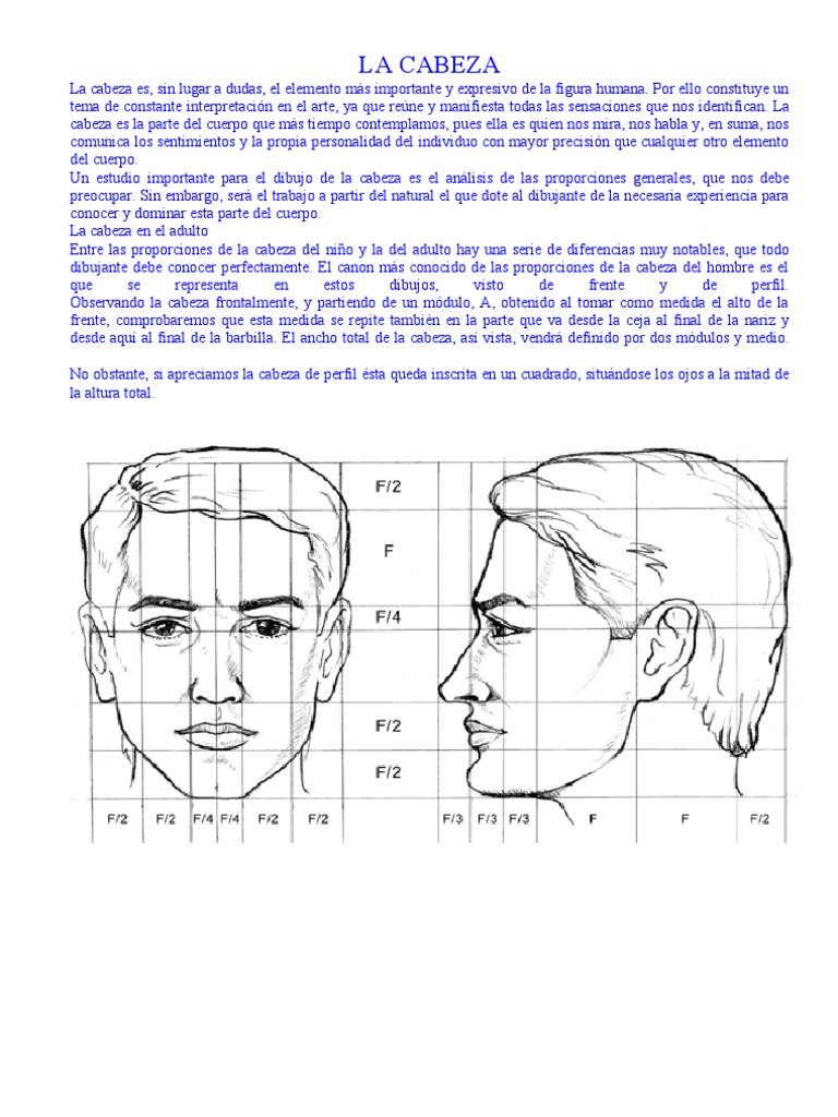 Proporciones Cuerpo Humano Pdf Homo Sapiens Dibujo