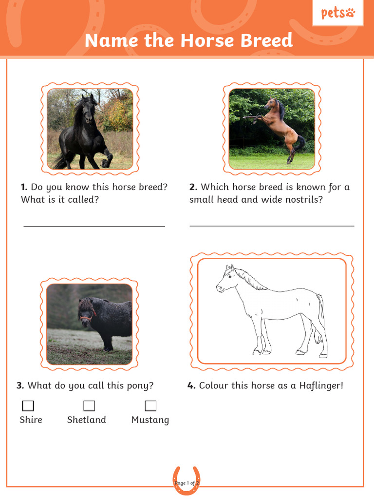 Name The Horse Breed - Activity Sheet | PDF