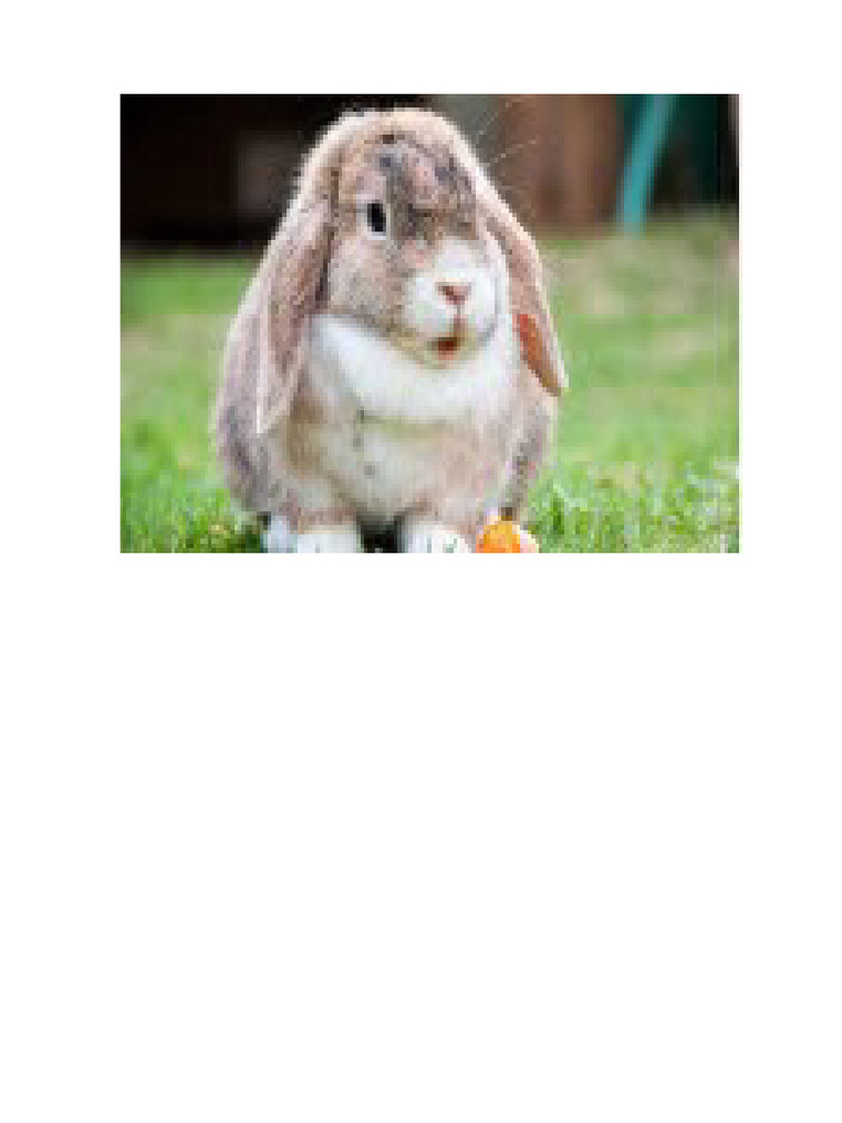 Rabbit 2 | PDF