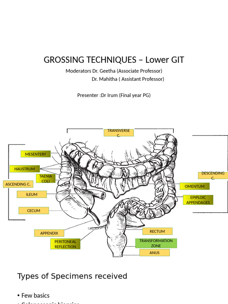 Grossing Techniques - Lower Git | PDF | Gastrointestinal Tract | Large ...