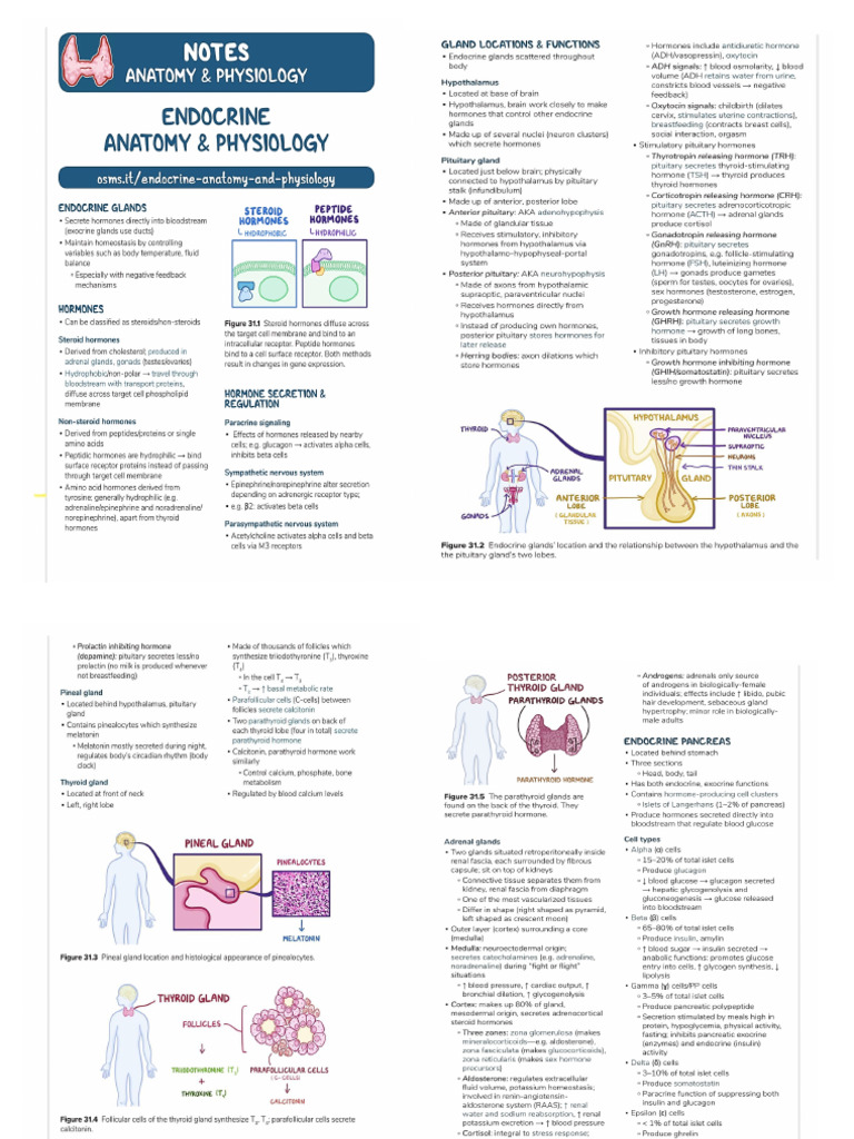 Endocrine Notes | PDF
