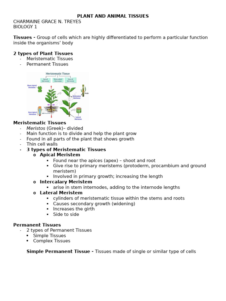 Plant and Animal Tissue Types Explained | PDF | Epithelium | Tissue ...