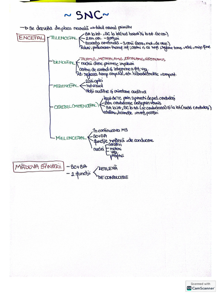 SNC, Maduva, Reflexul, Caile Sensibilitatii | PDF