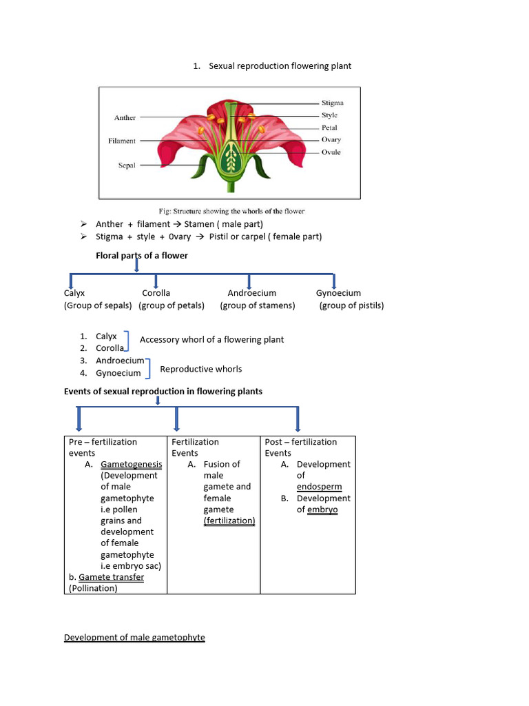 Sexual Reproduction in Flowering Plant | PDF | Flowers | Seed