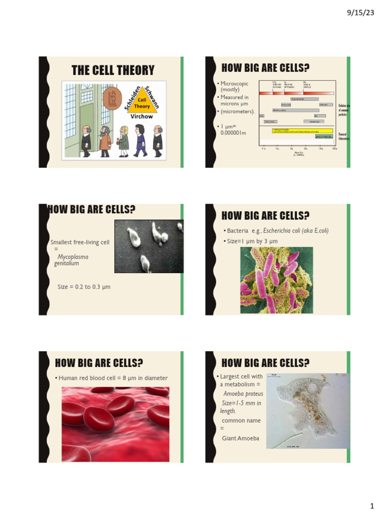 Lesson 2 - The Cell Theory | PDF | Life Sciences | Biology