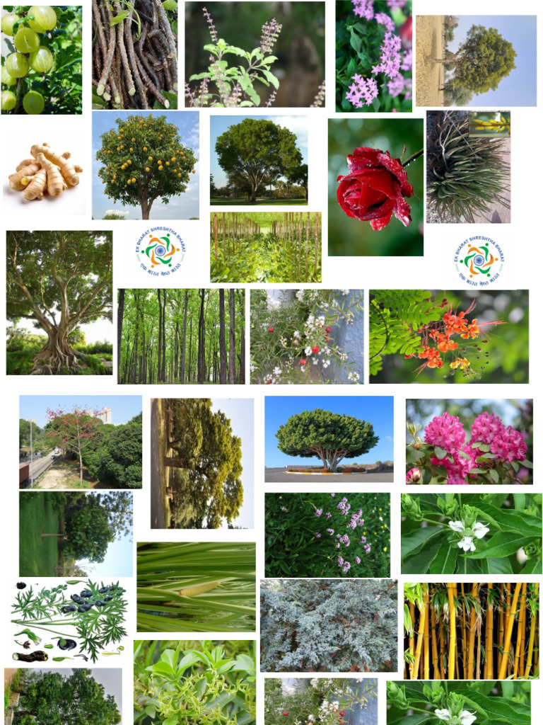 Photos Delhi Sikkim | PDF