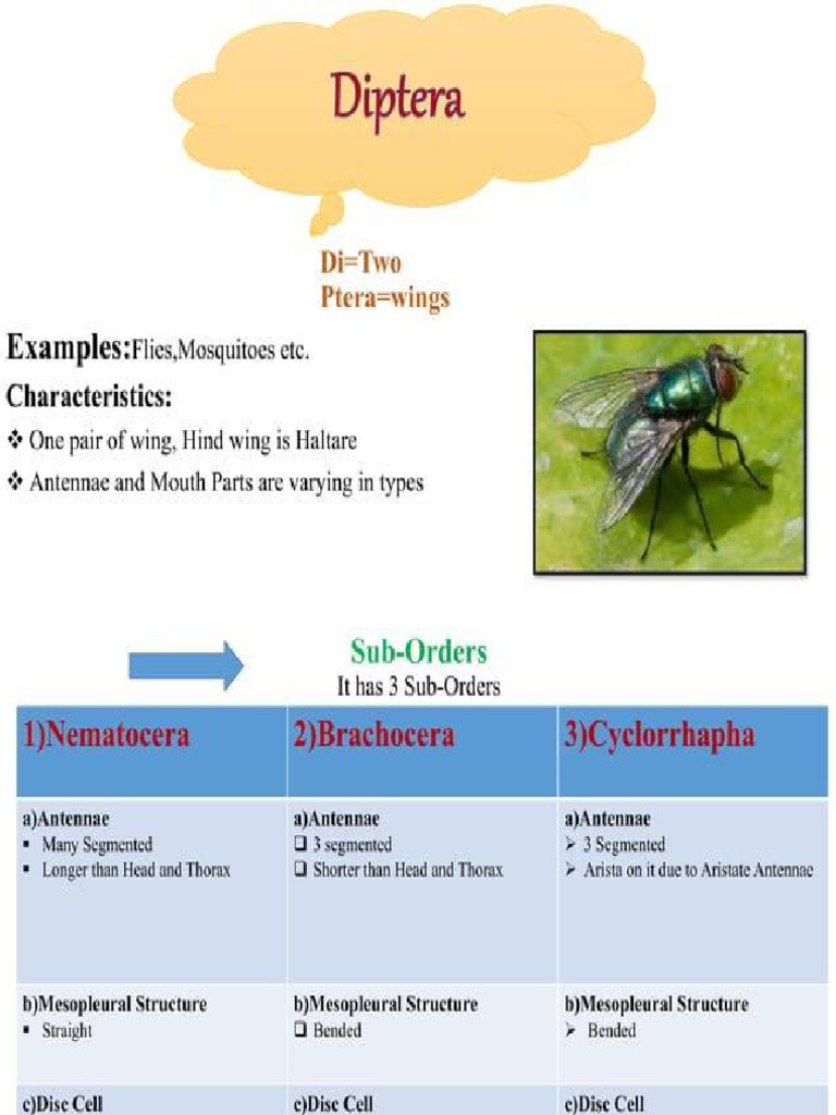 Diptera | PDF