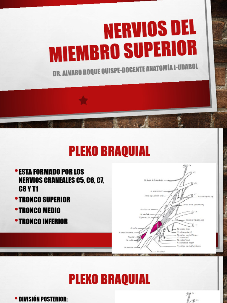 Nervios Miembro Superior | PDF | Anatomía humana | Sistema ...