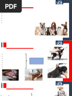Anasedan: Sedativo e Analgésico Veterinário | PDF | Medicina Clínica ...