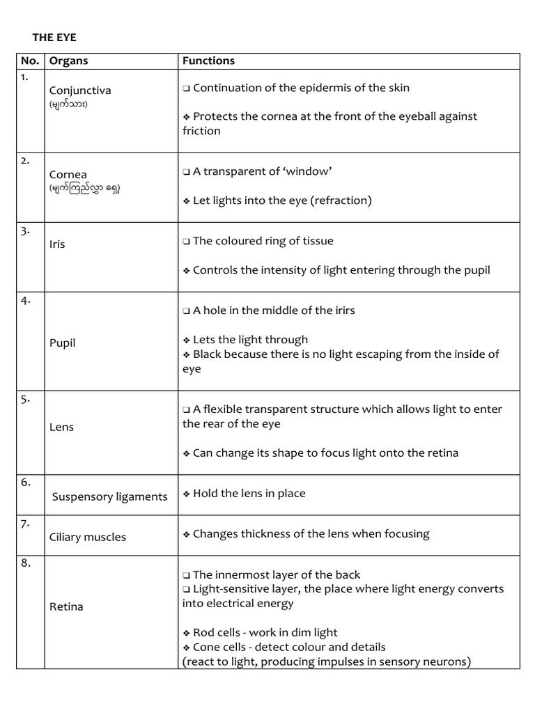 Functions of the Human Eye | PDF | Eye | Retina