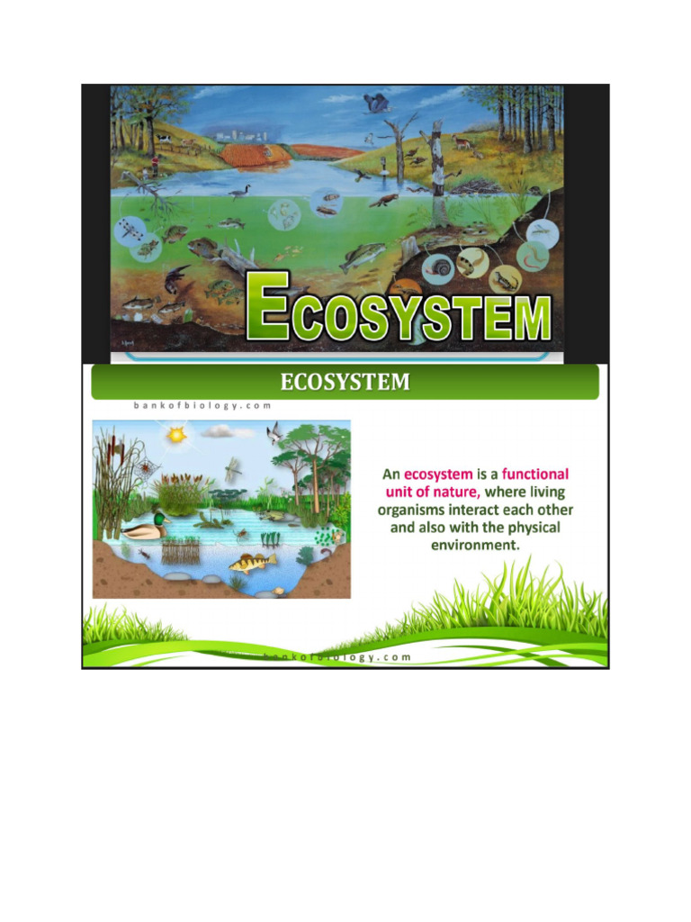 CH-12 ECOSYSTEM-12th SCIENCE | PDF