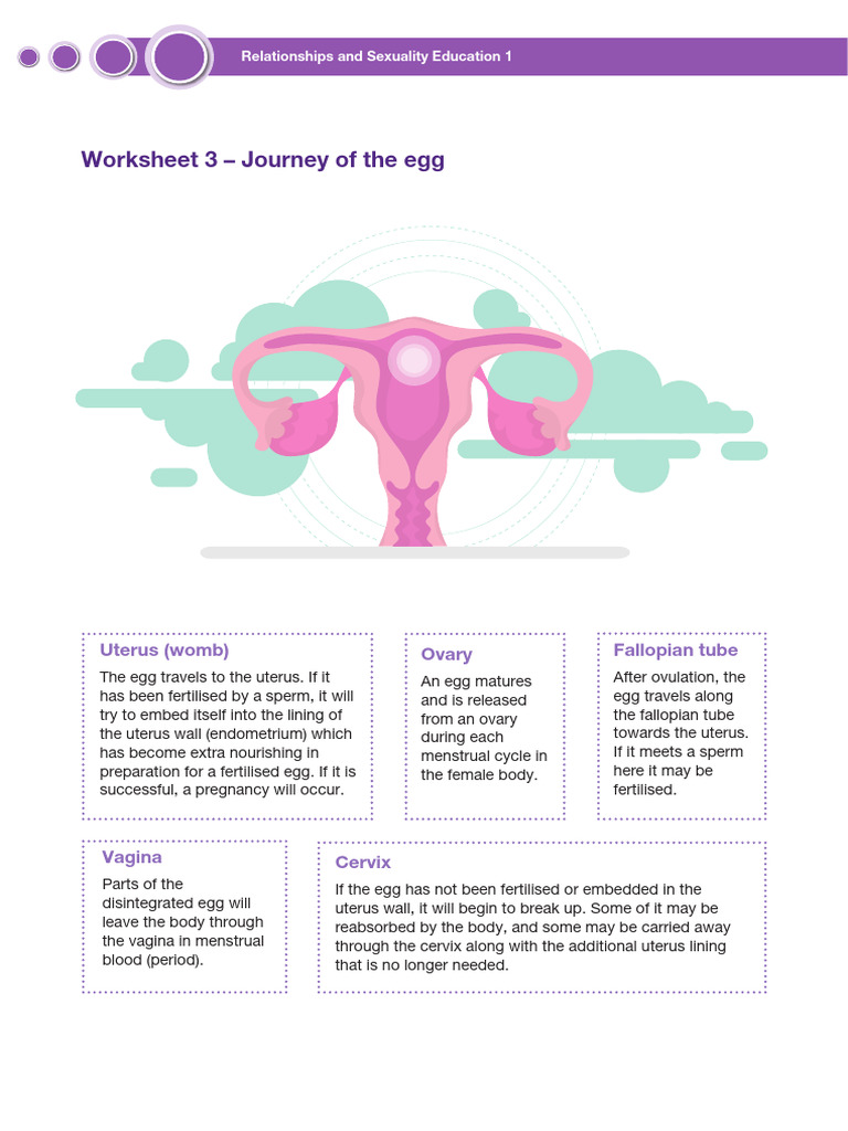 Worksheet Journey of The Egg | PDF