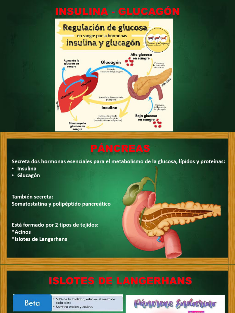 Funciones de Insulina y Glucagón | PDF