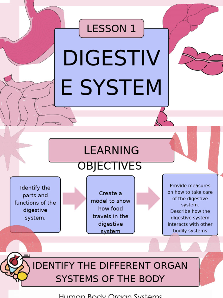 Digestive System Presentation | PDF | Digestion | Gastrointestinal Tract