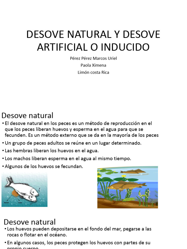 Desove Natural y Desove Artificial o Inducido | PDF