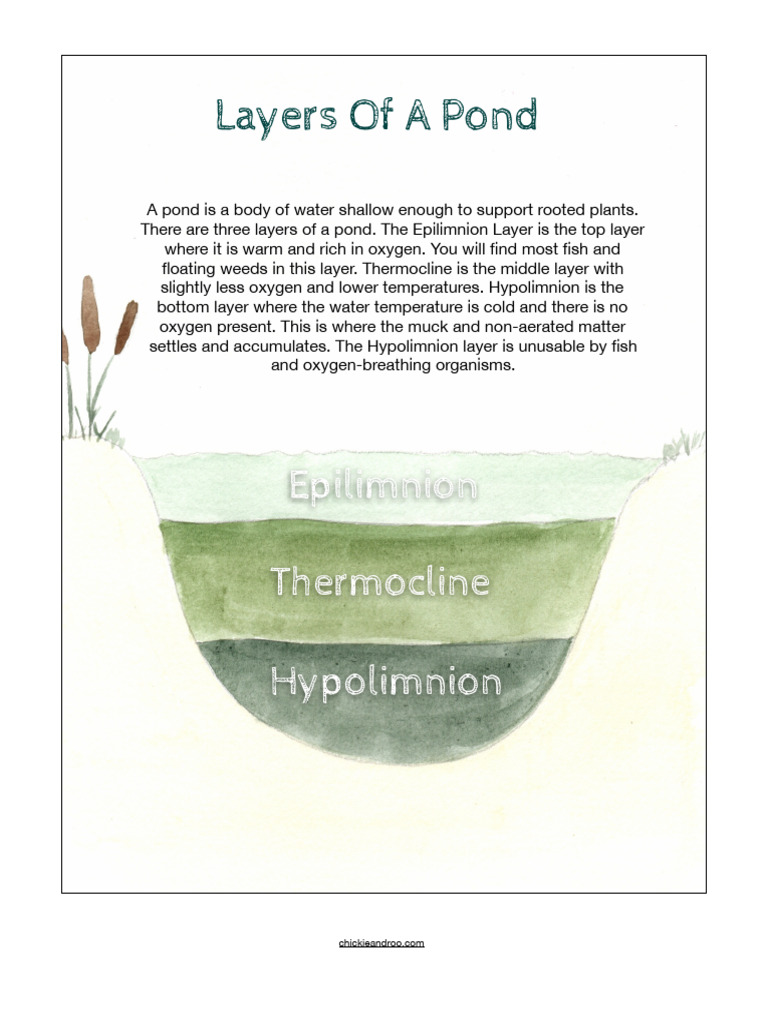 Layers of A Pond | PDF