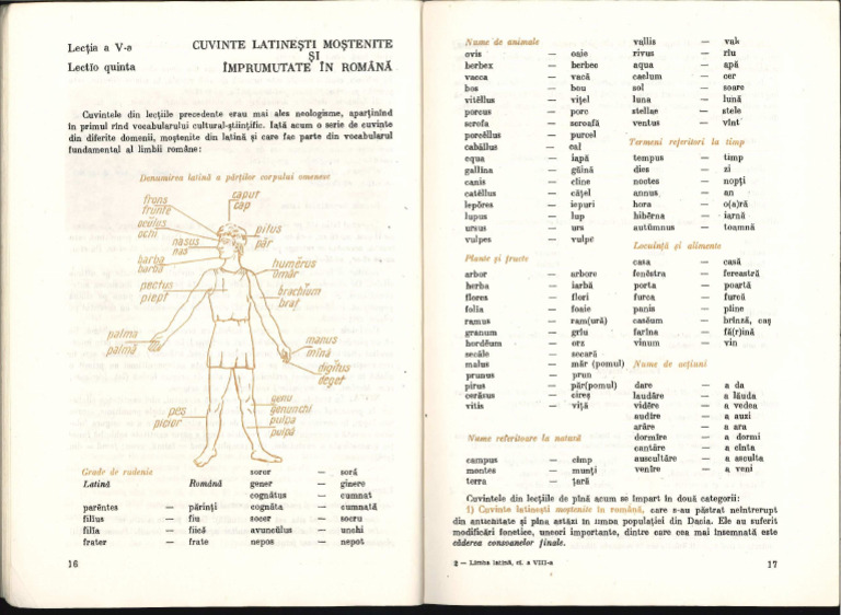Denumiri Latina | PDF